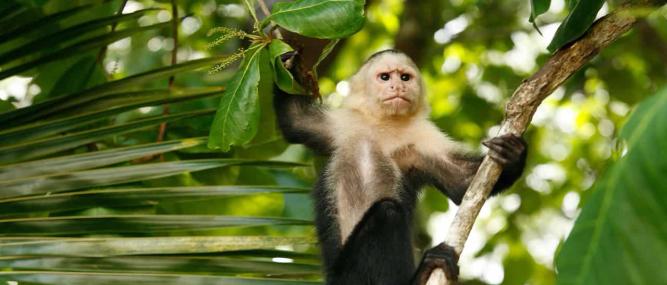 Costa Rica Vacations | Adventures by Disney
