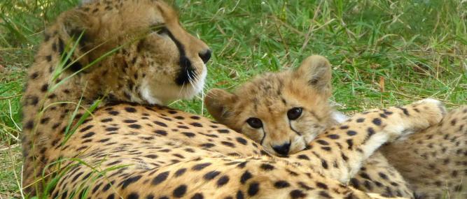 Europe Vacation Package - Prague & Vienna | Adventures by Disney