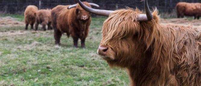 Scotland Vacations & Tours Packages | Adventures by Disney