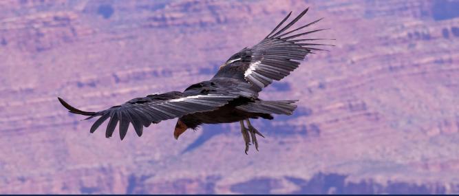 Grand Canyon Vacation & Trip Packages | Adventures by Disney